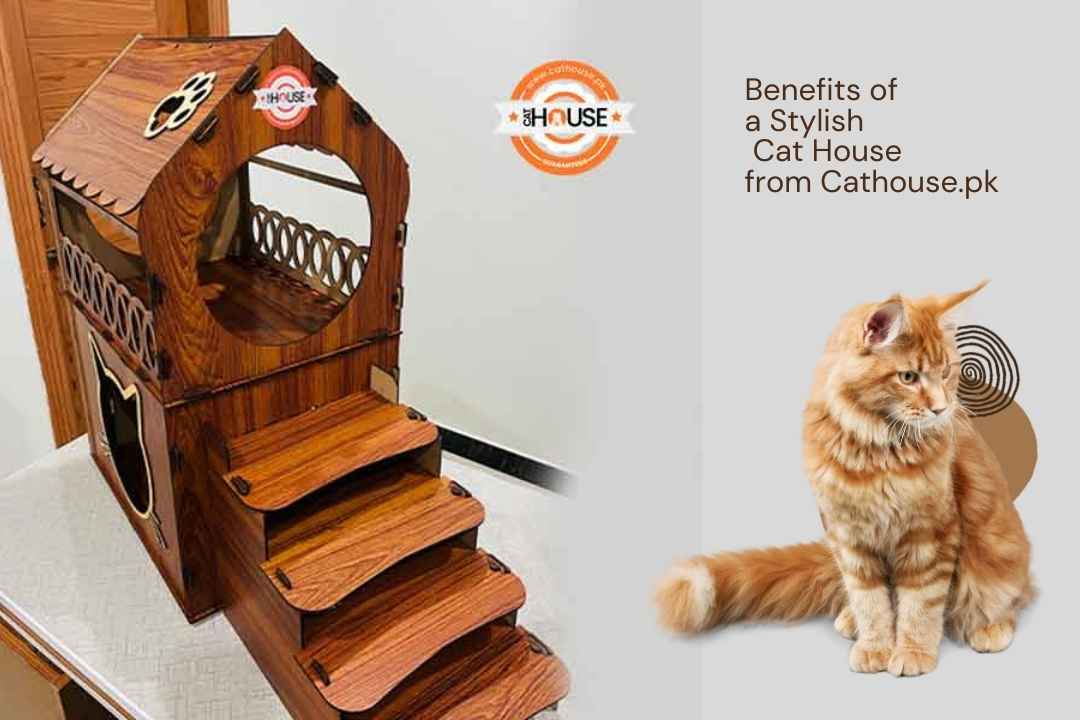 Why Your Cat Deserves a Stylish and Cozy House